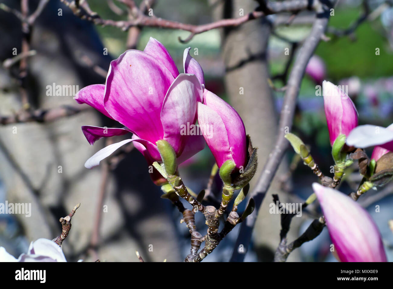 Medicinal plants magnoliaceae hi-res stock photography and images - Alamy