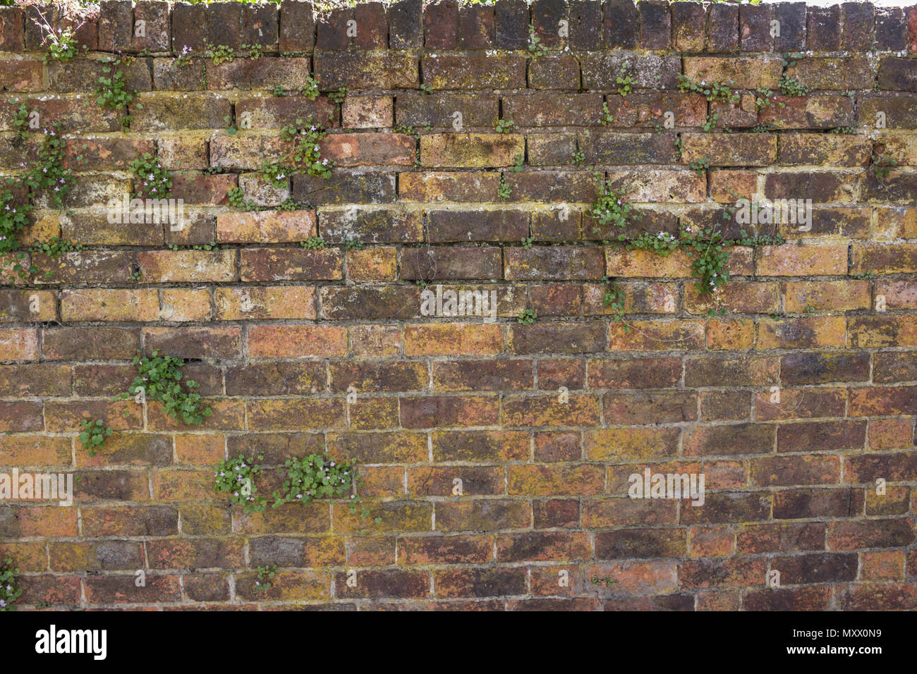 Street scene in a regency town in the UK. Image showing buildings ...
