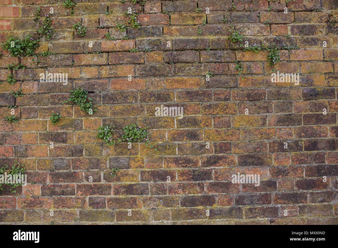Street scene in a regency town in the UK. Image showing buildings ...
