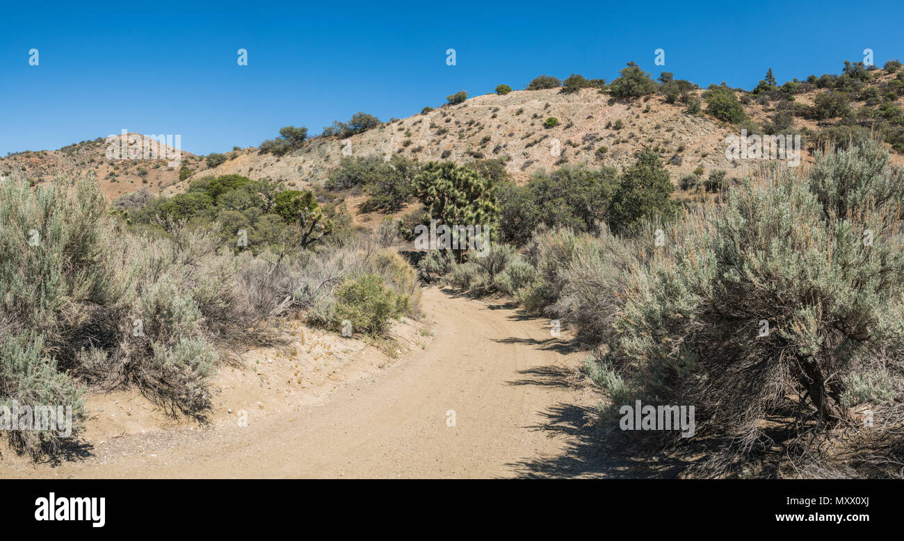 Dirt road bends into the underbrush of a California desert wilderness ...