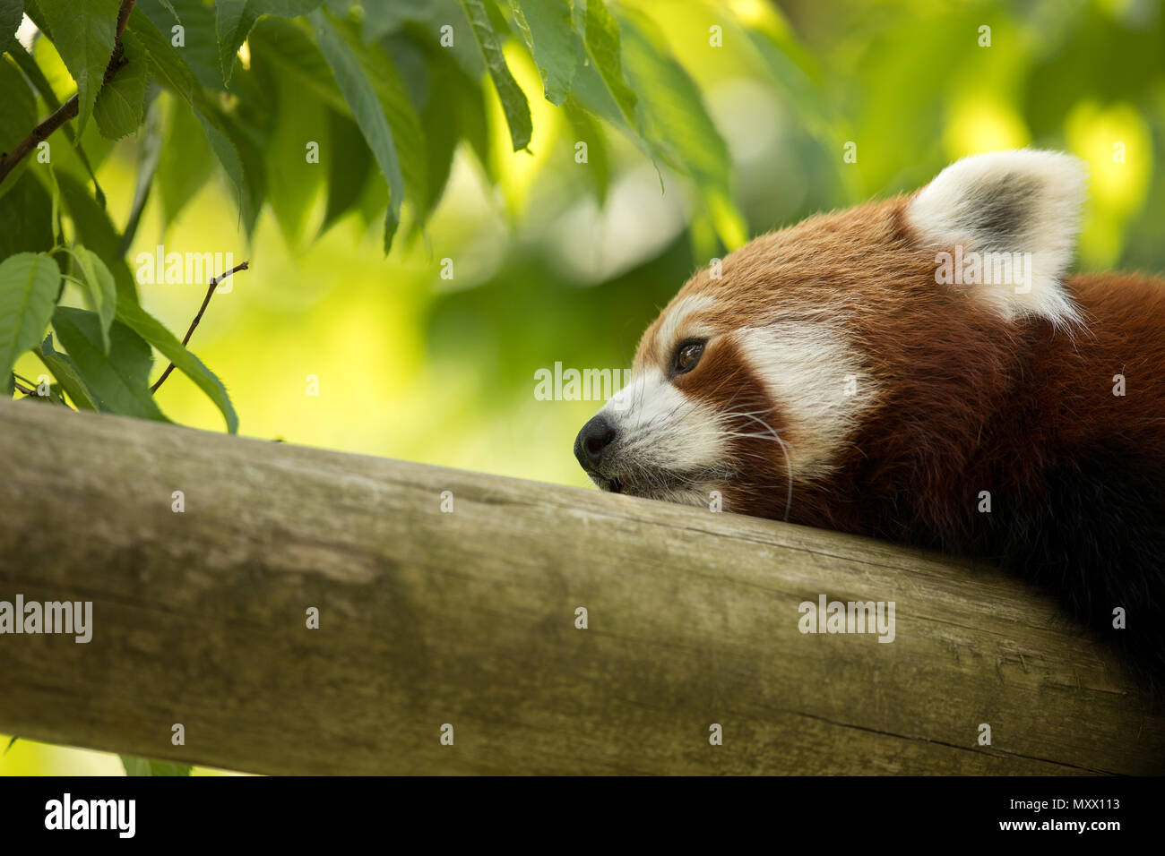 Red panda bear resting on a log, looking depressed and tired. Green ...