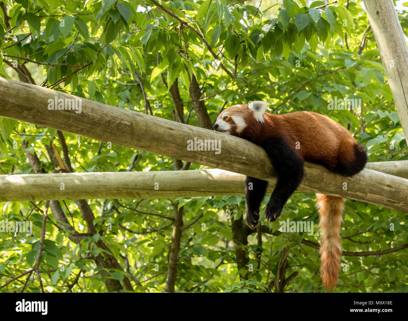 Red panda bear resting on a log, looking depressed and tired. Green ...