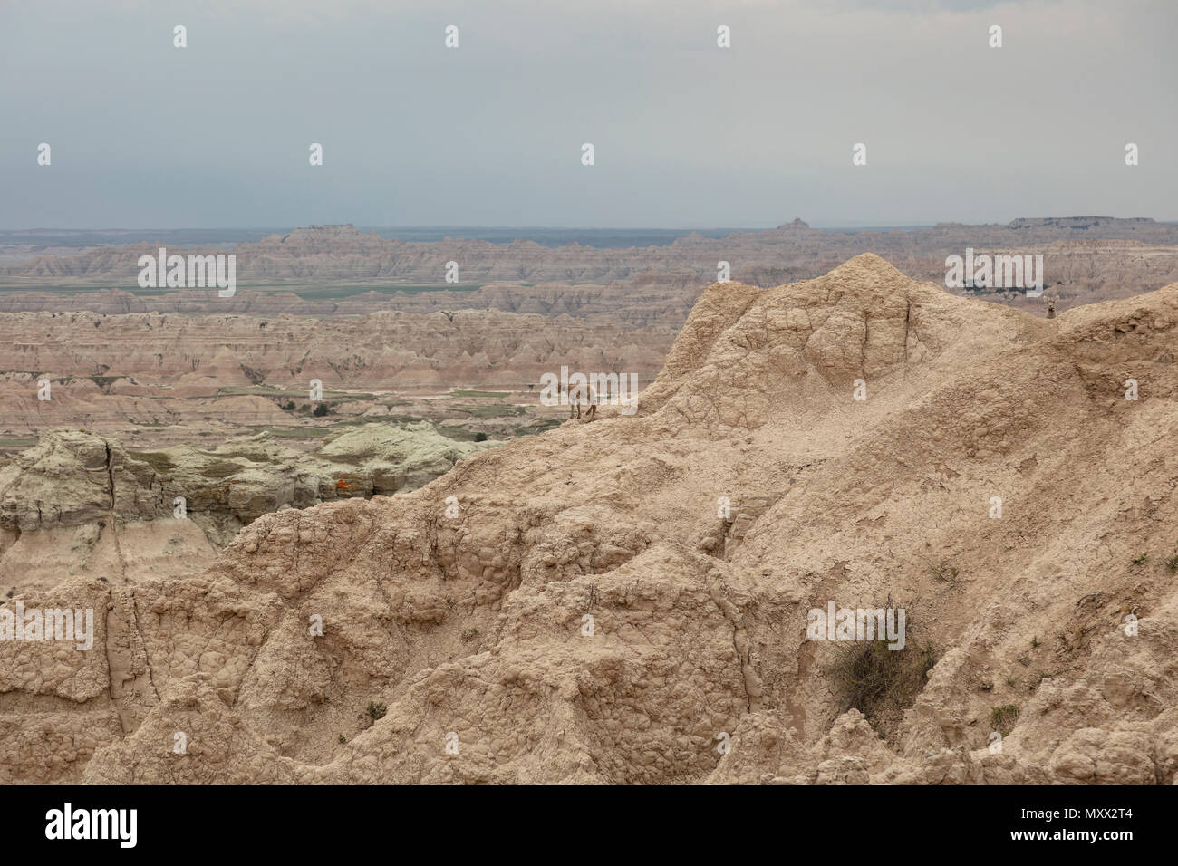 Tracking collars hi-res stock photography and images - Alamy