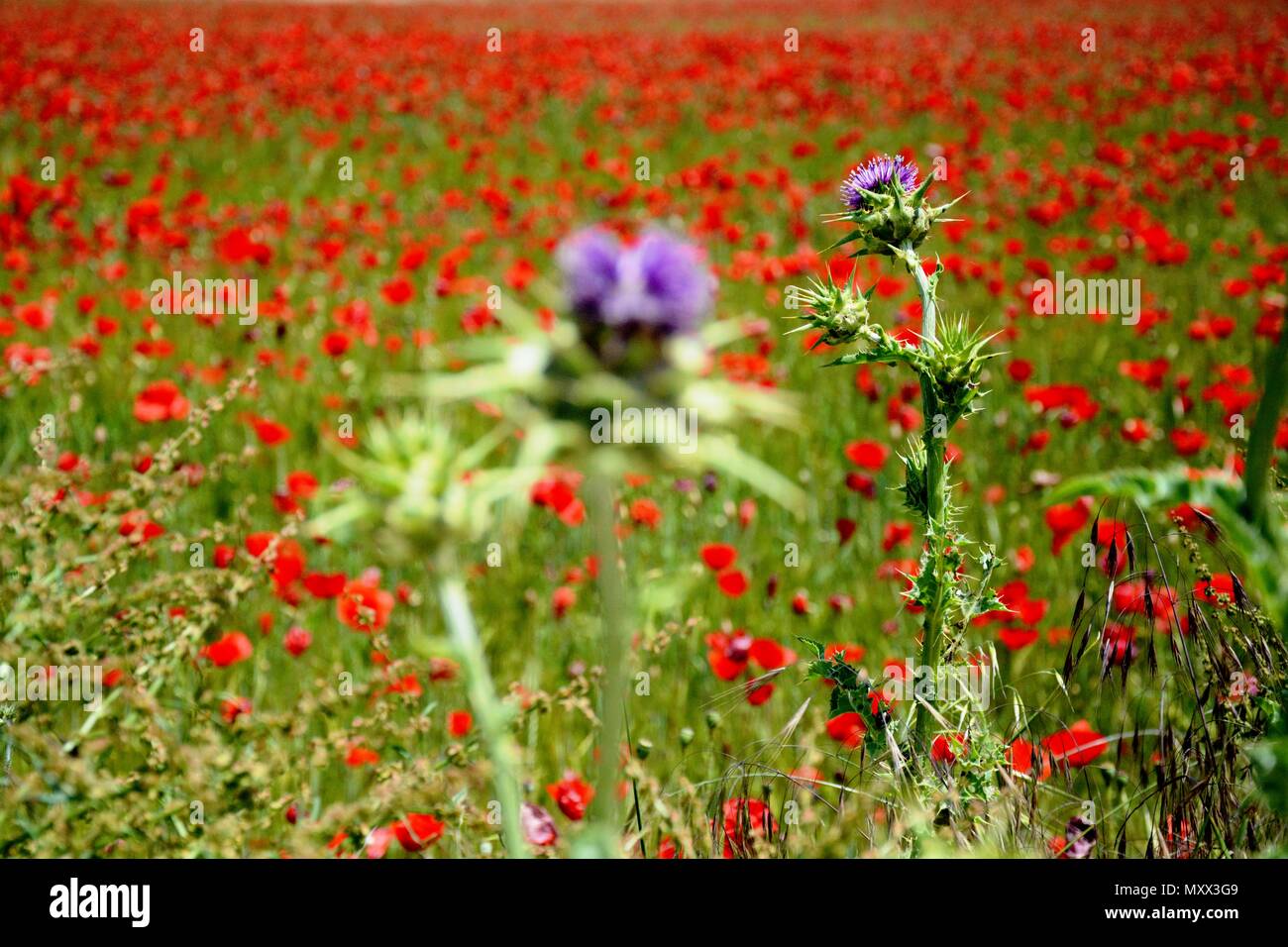 Thistle poppy hi-res stock photography and images - Alamy