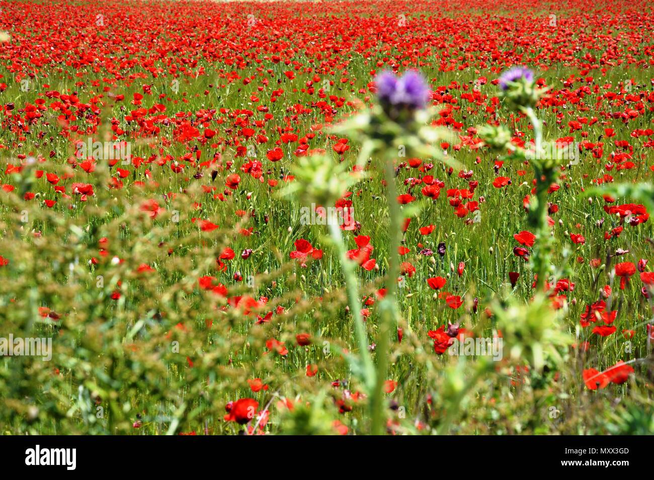 field of poppies with thistles Stock Photo - Alamy