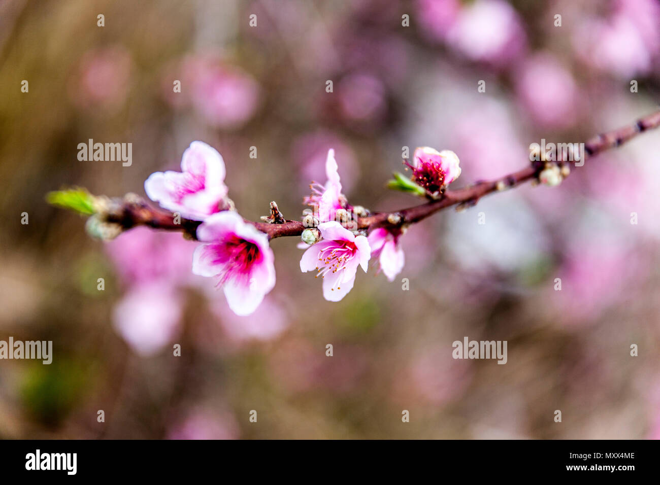 Prunus armeniaca flower Stock Photo - Alamy