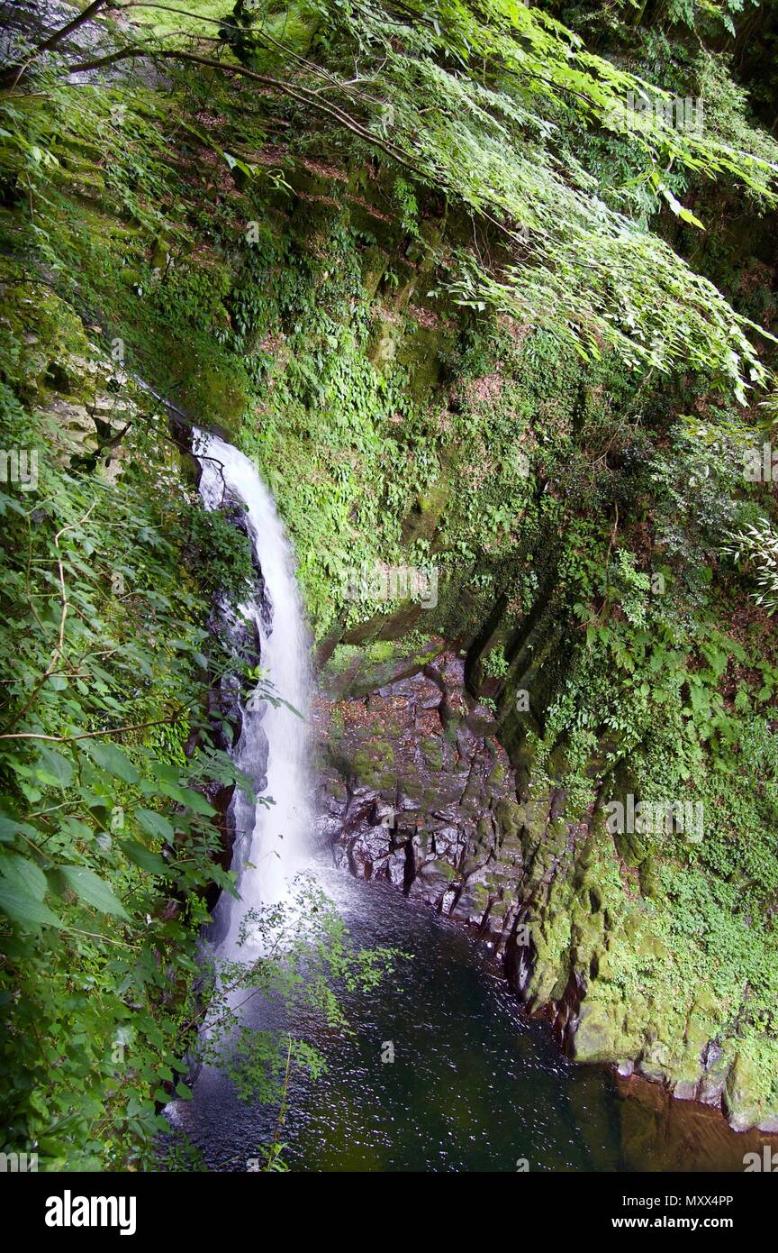 Akame 48 Waterfalls: Mysterious scenery with giant trees & huge moss ...