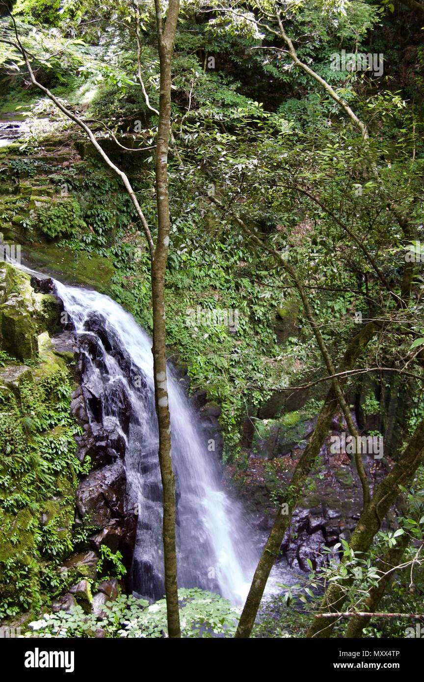 Akame 48 Waterfalls: Mysterious hiking trails, giant trees & moss ...