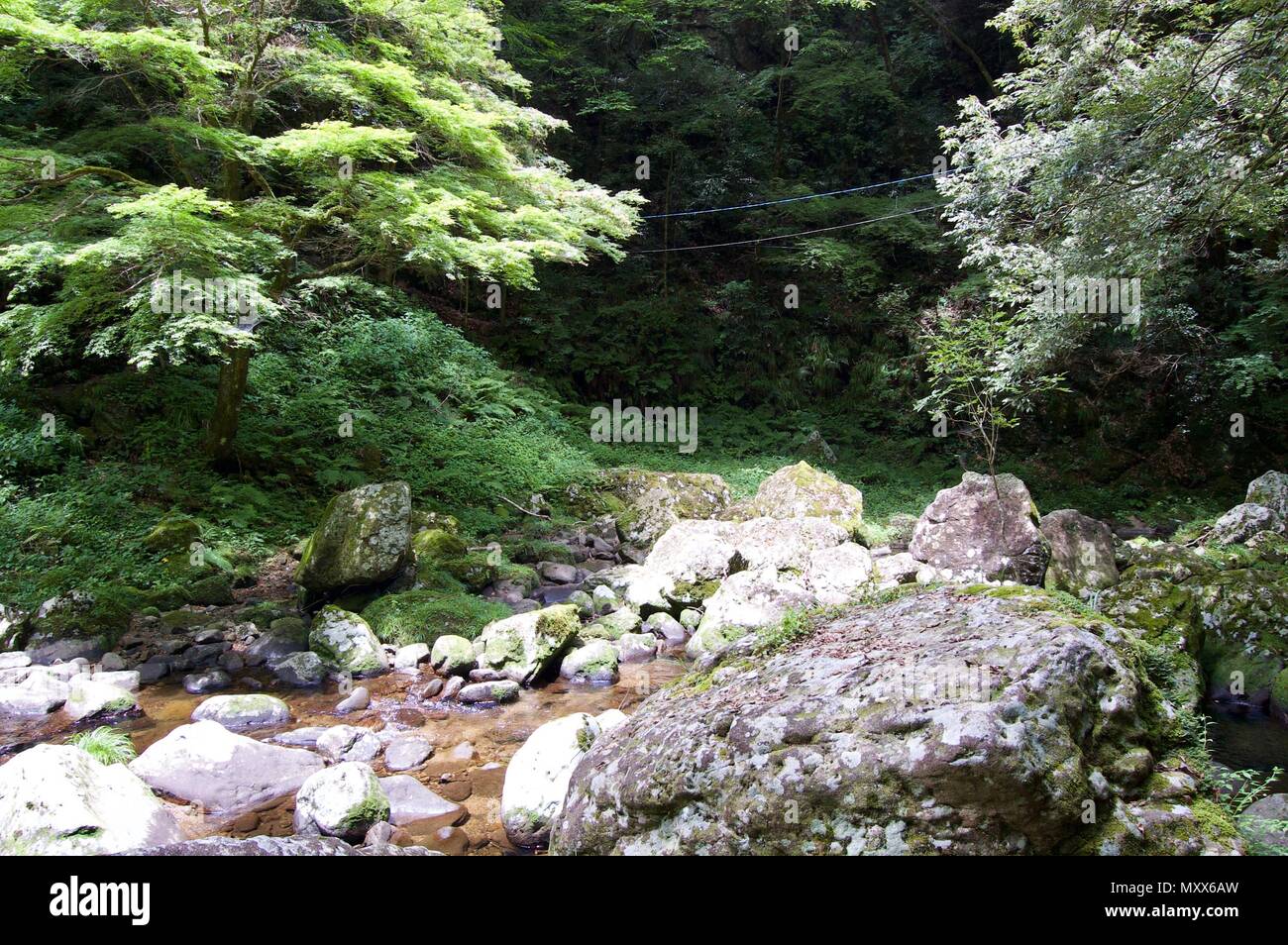 Akame 48 Waterfalls: Mysterious hiking trails, giant trees & moss ...