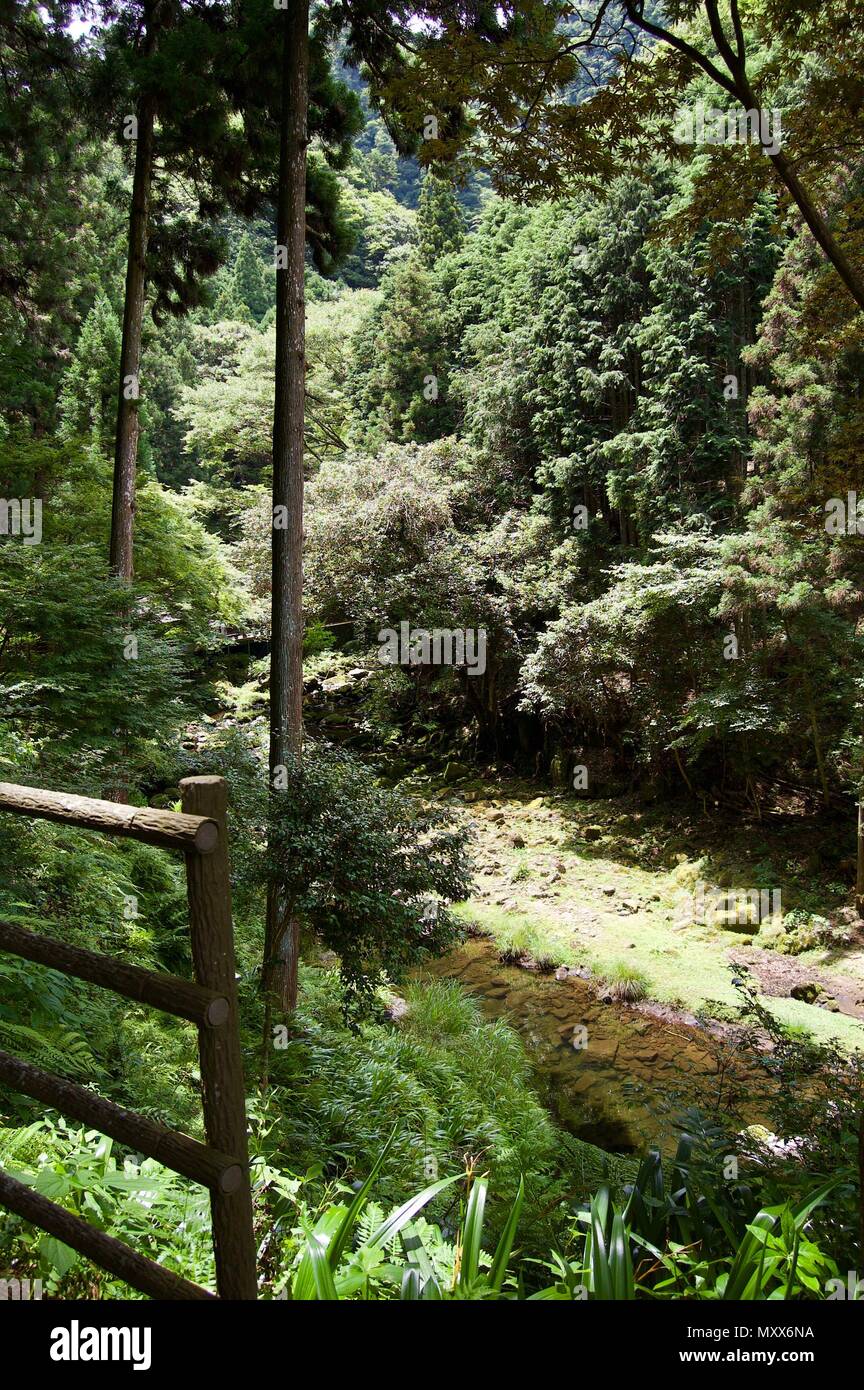 Akame 48 Waterfalls: Mysterious scenery with giant trees & huge moss ...