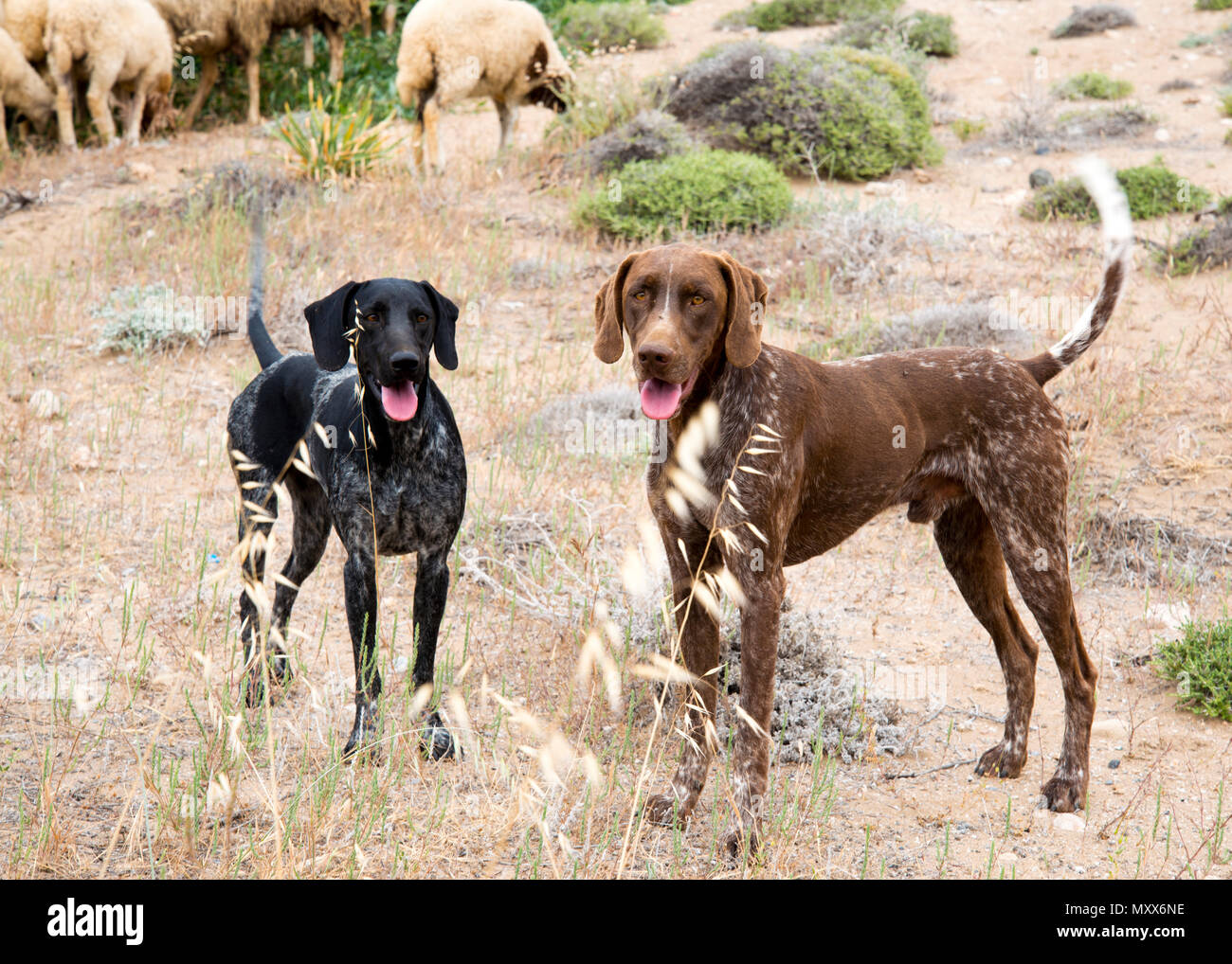 Working sheep dogs hi-res stock photography and images - Alamy