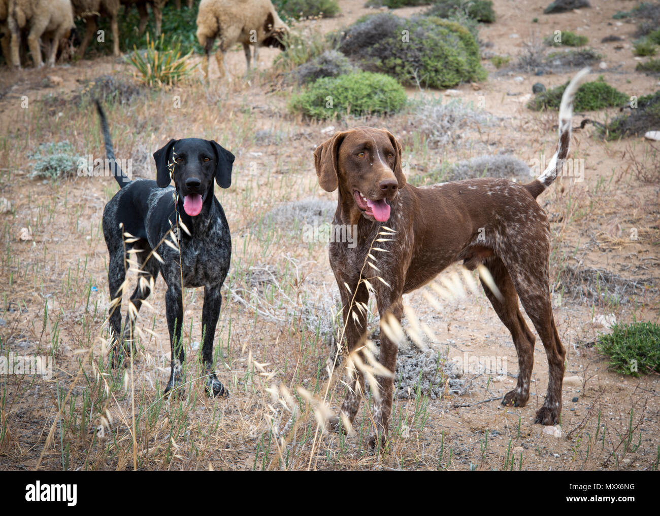 Flock of sheep cyprus hi-res stock photography and images - Alamy
