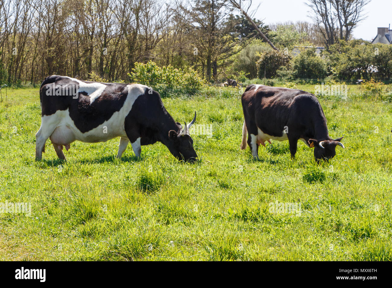 Breton Pie Noire cows grazing in a field in Brittany Stock Photo - Alamy