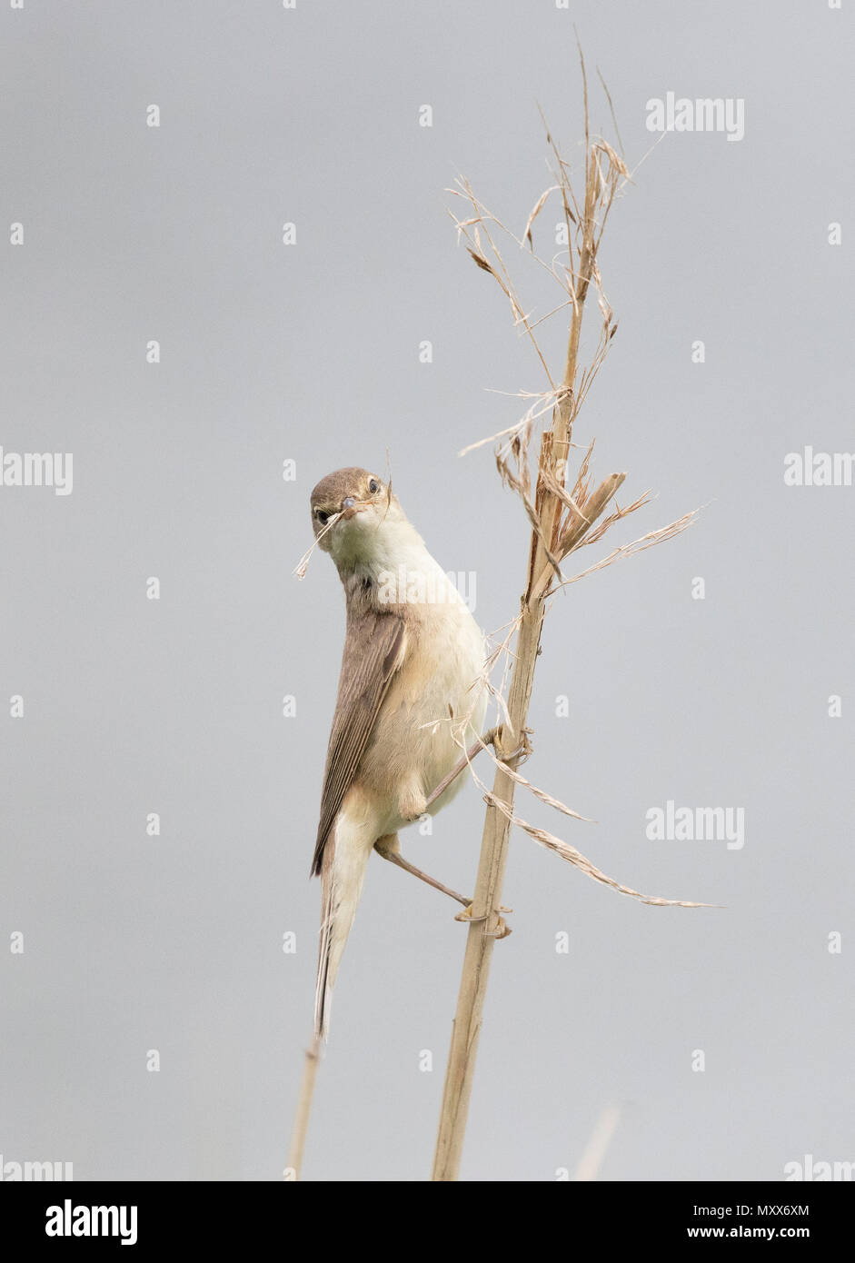 Reed Warbler, Acrocephalus scirpaceus, with nesting material on a reed ...
