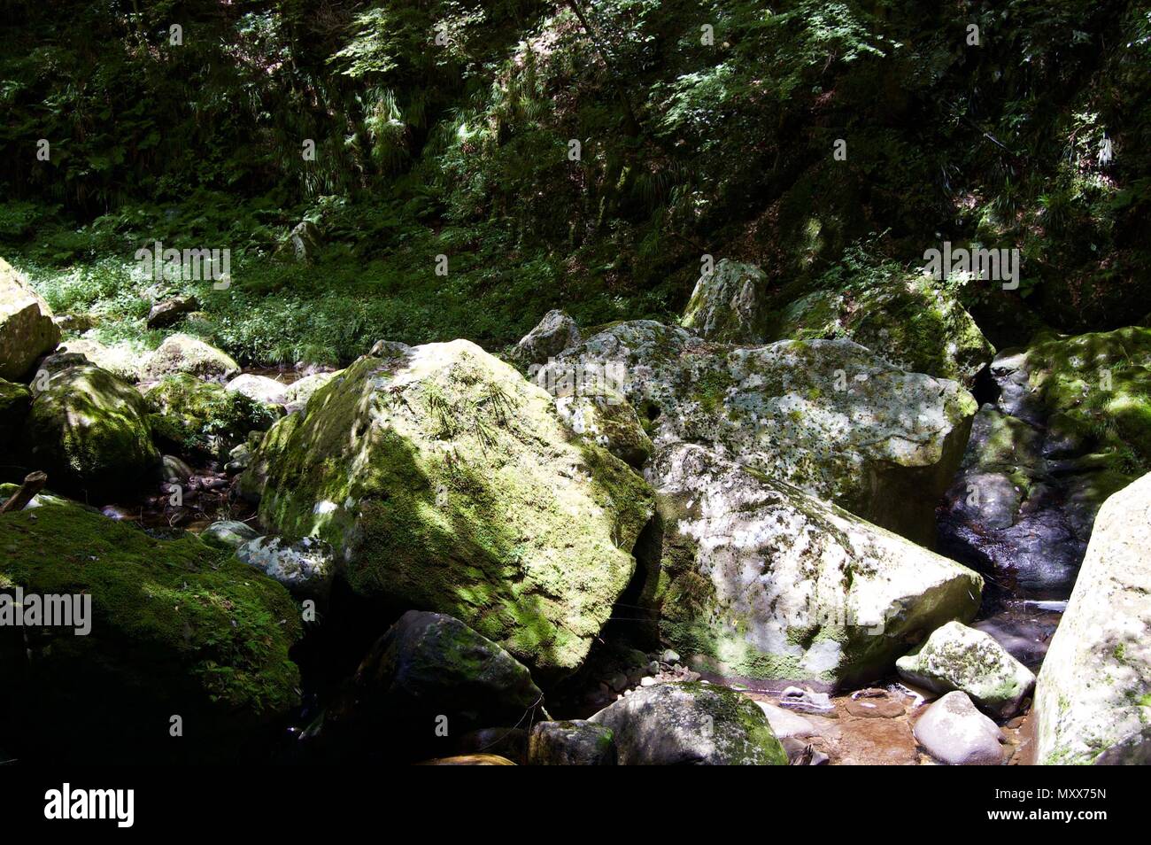 Akame 48 Waterfalls: Mysterious hiking trails, giant trees & moss ...