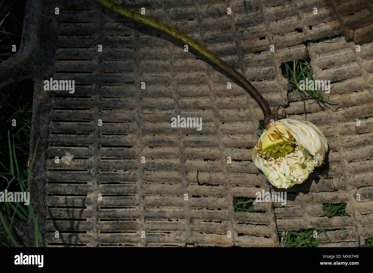 Dead Lotus High Resolution Stock Photography and Images - Alamy