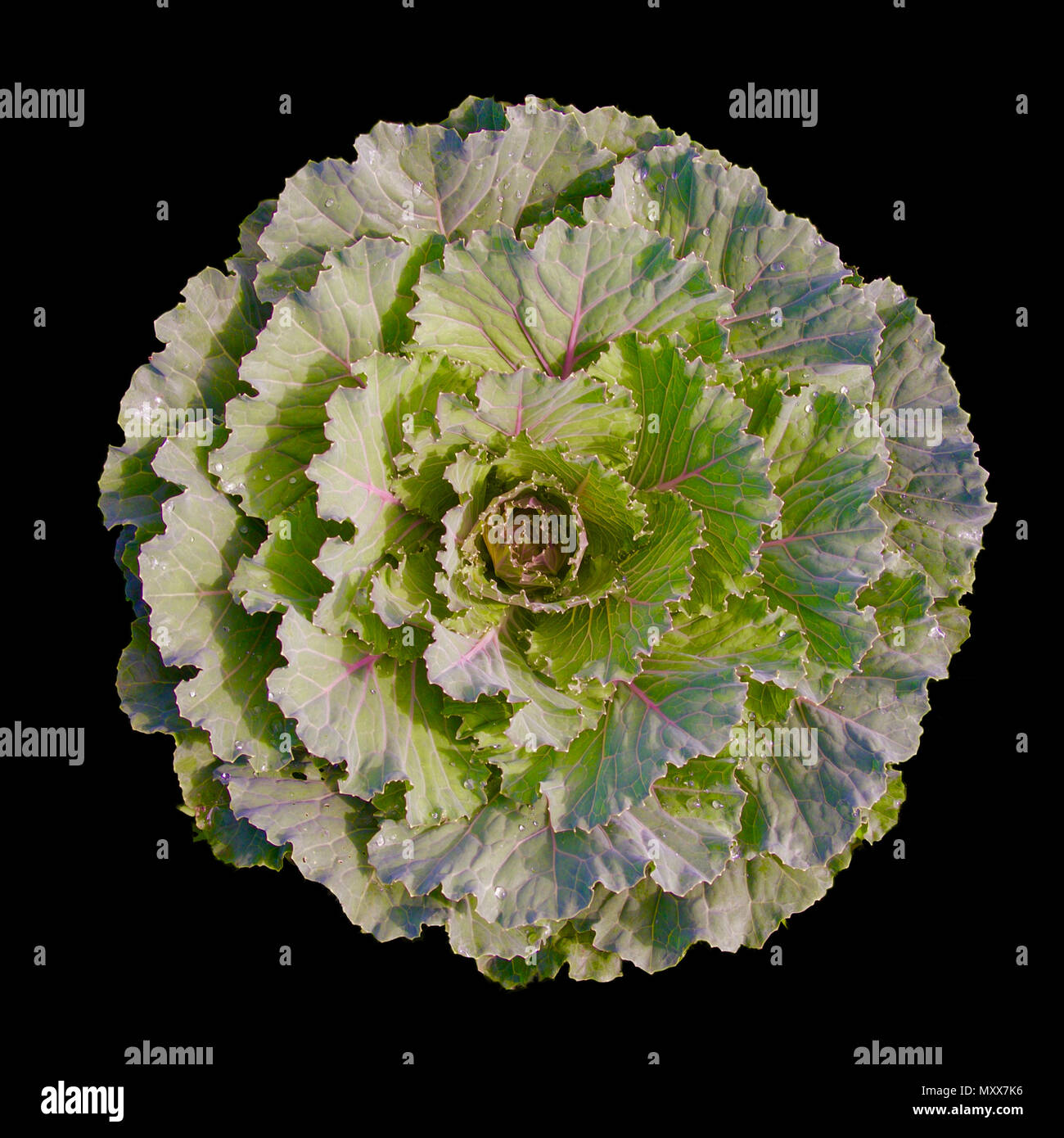 Perfectly Round High Resolution Stock Photography and Images - Alamy