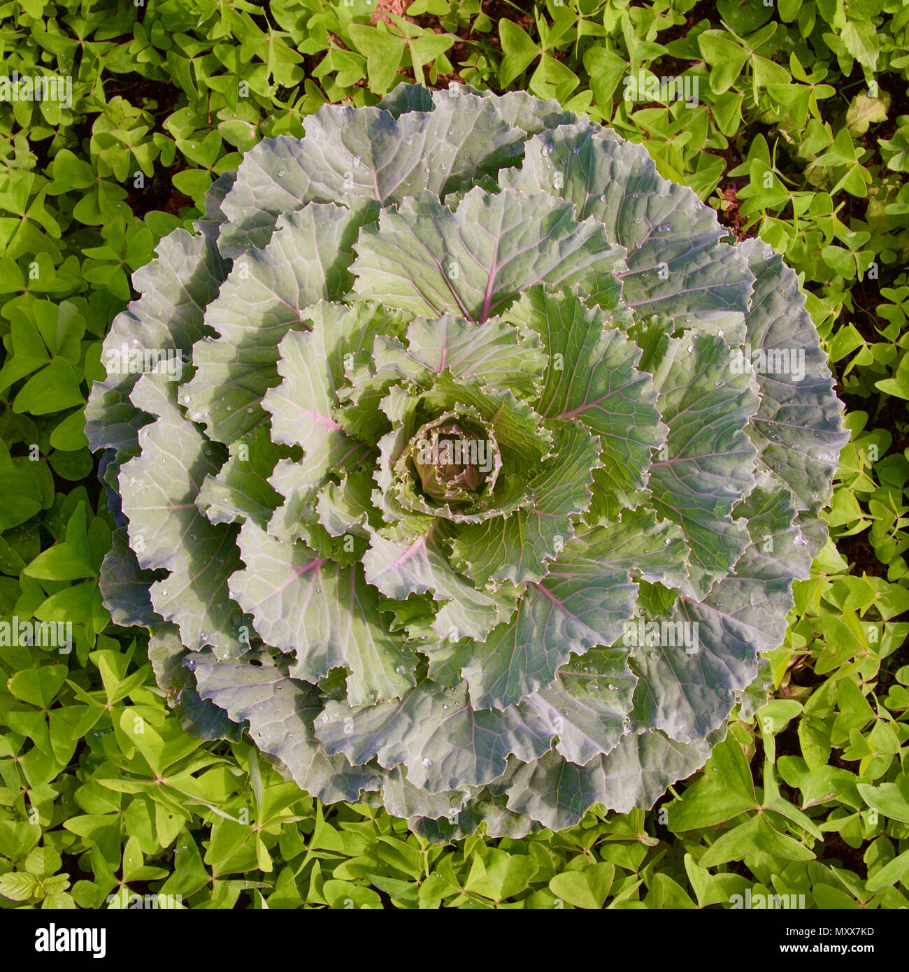 Perfectly round hi-res stock photography and images - Alamy