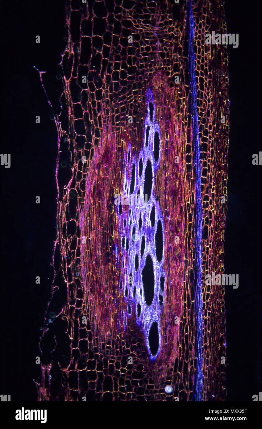Phloem tissue hi-res stock photography and images - Alamy