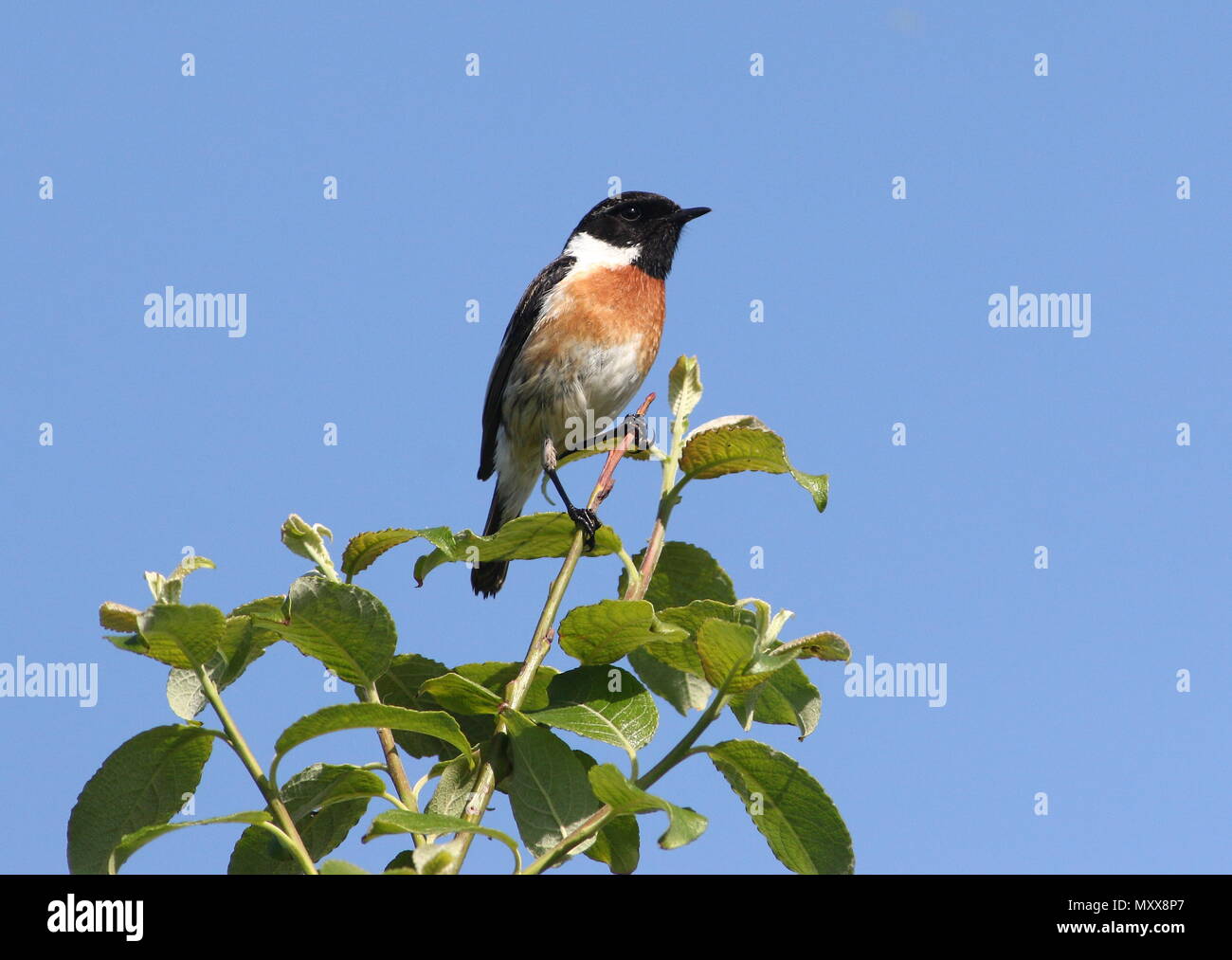 Male european stonechat hi-res stock photography and images - Alamy
