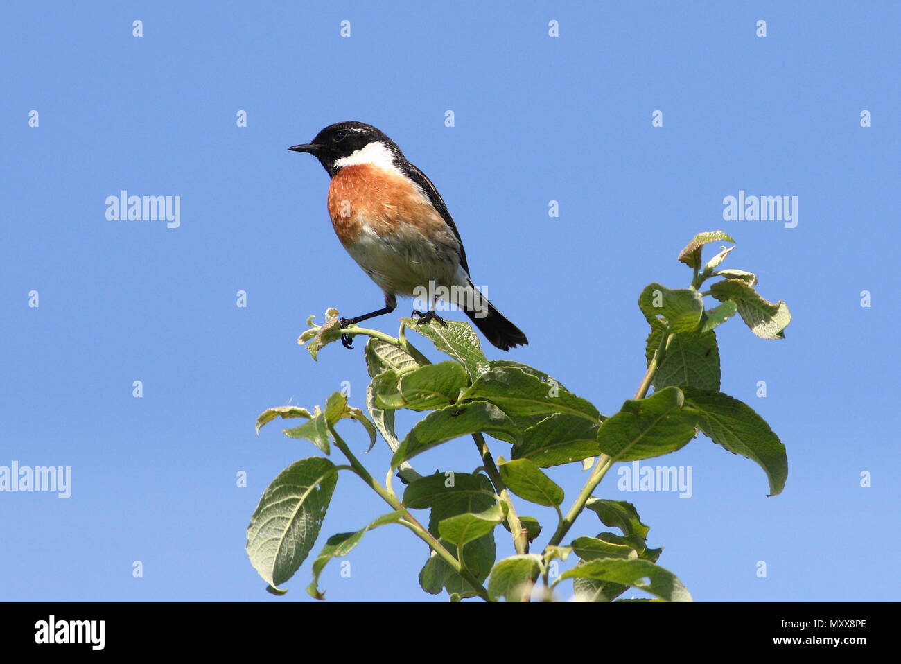 Male european stonechat hi-res stock photography and images - Alamy