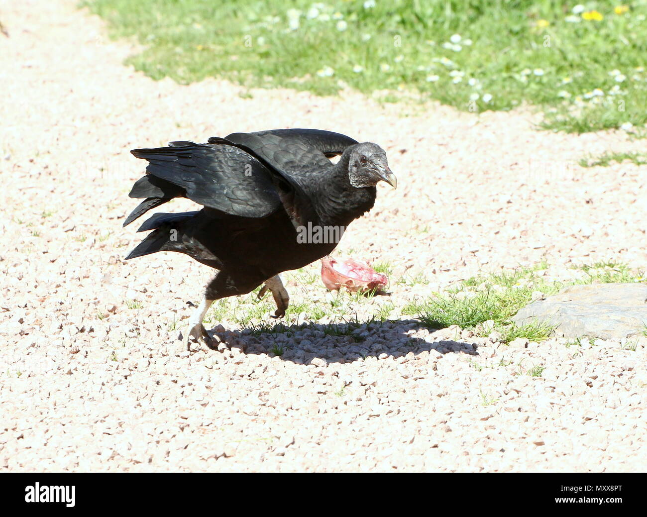 Mexican Vulture High Resolution Stock Photography and Images - Alamy