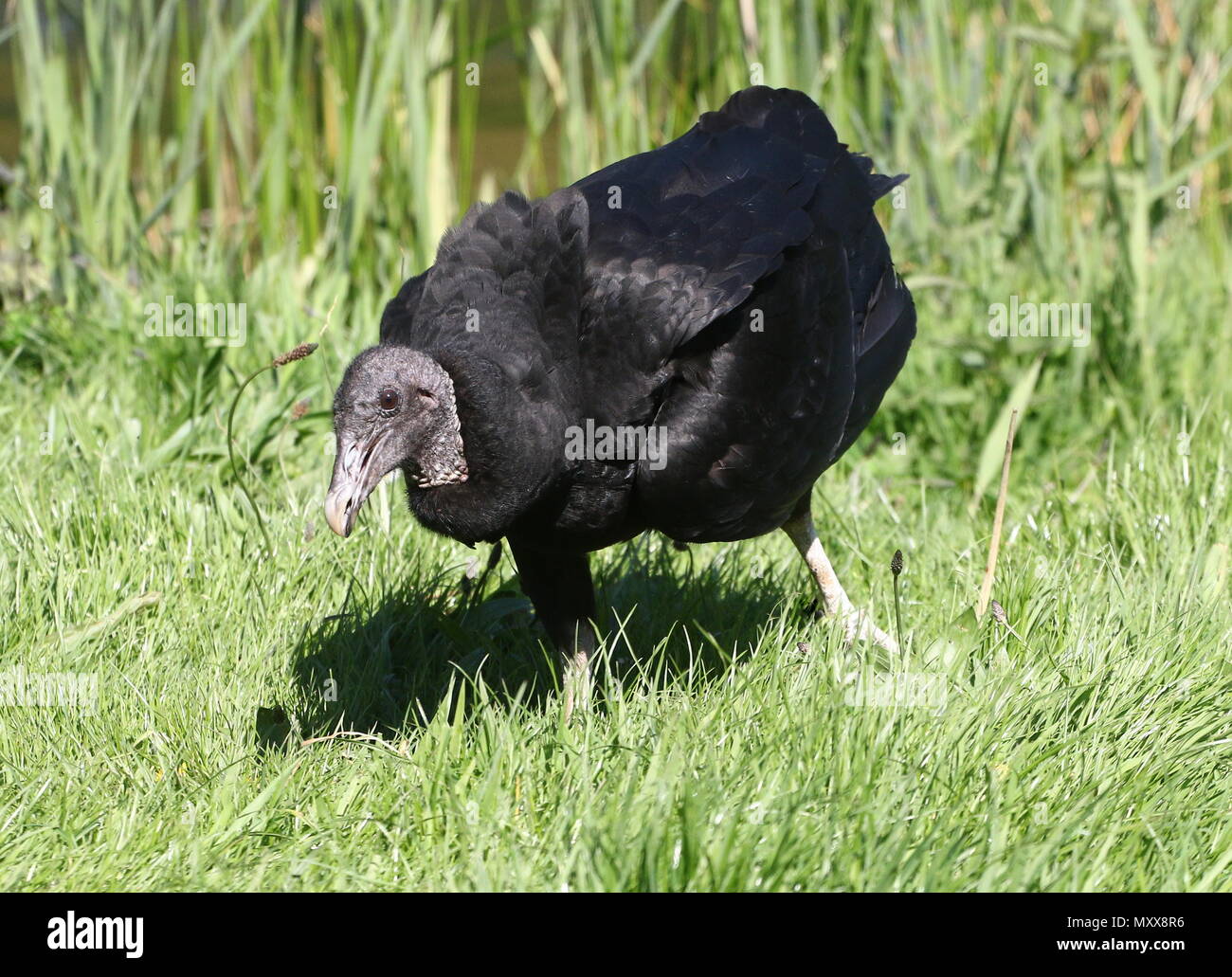 Mexican vulture hi-res stock photography and images - Alamy