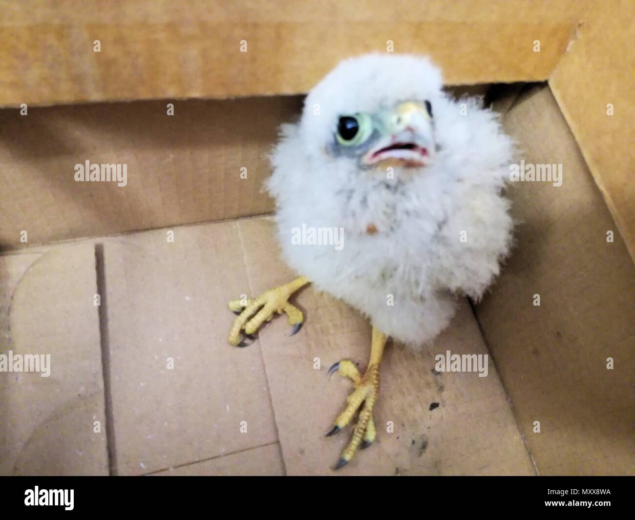 a puppy of hawk in cardboard box Stock Photo - Alamy