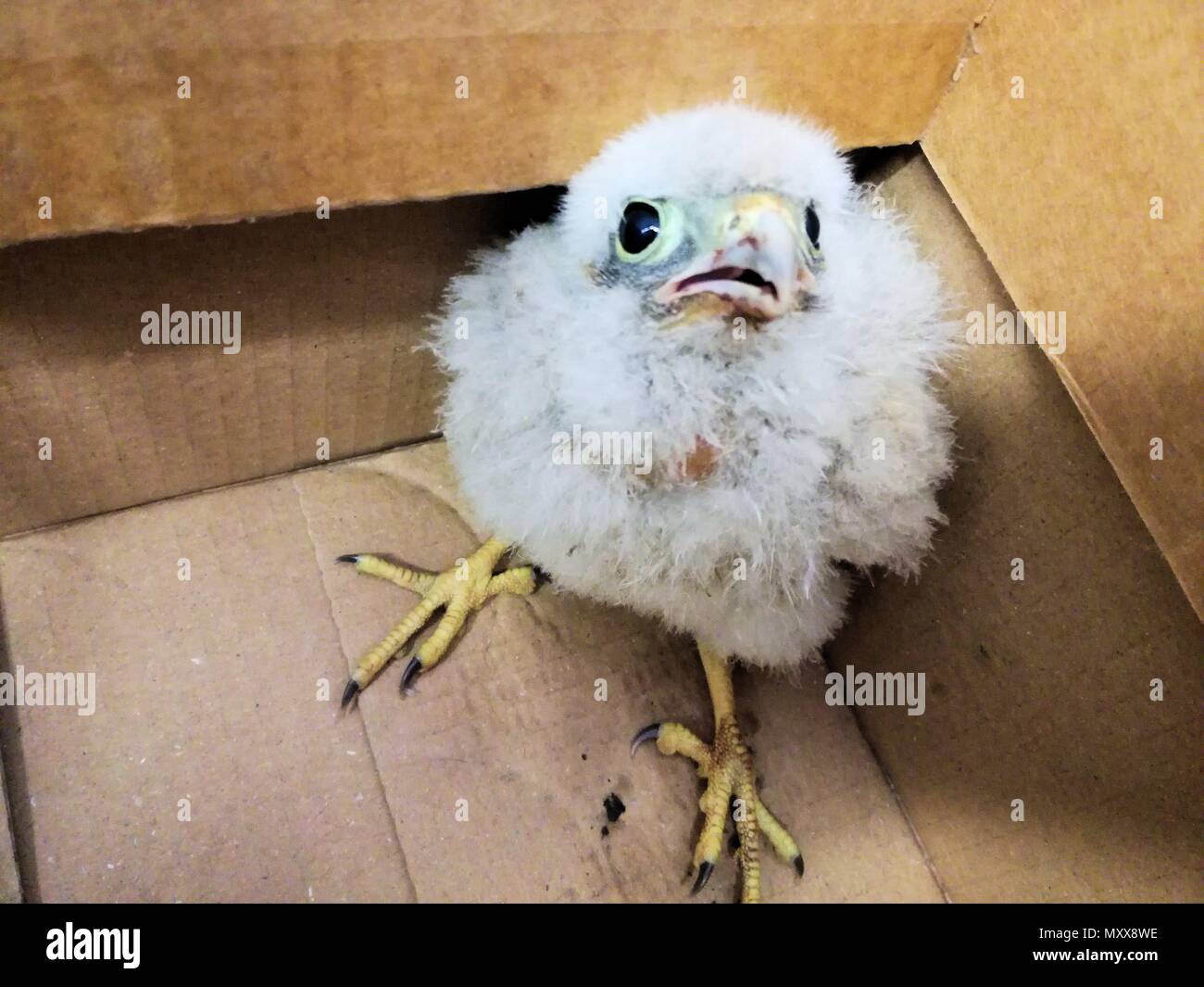 Hawk box hi-res stock photography and images - Alamy