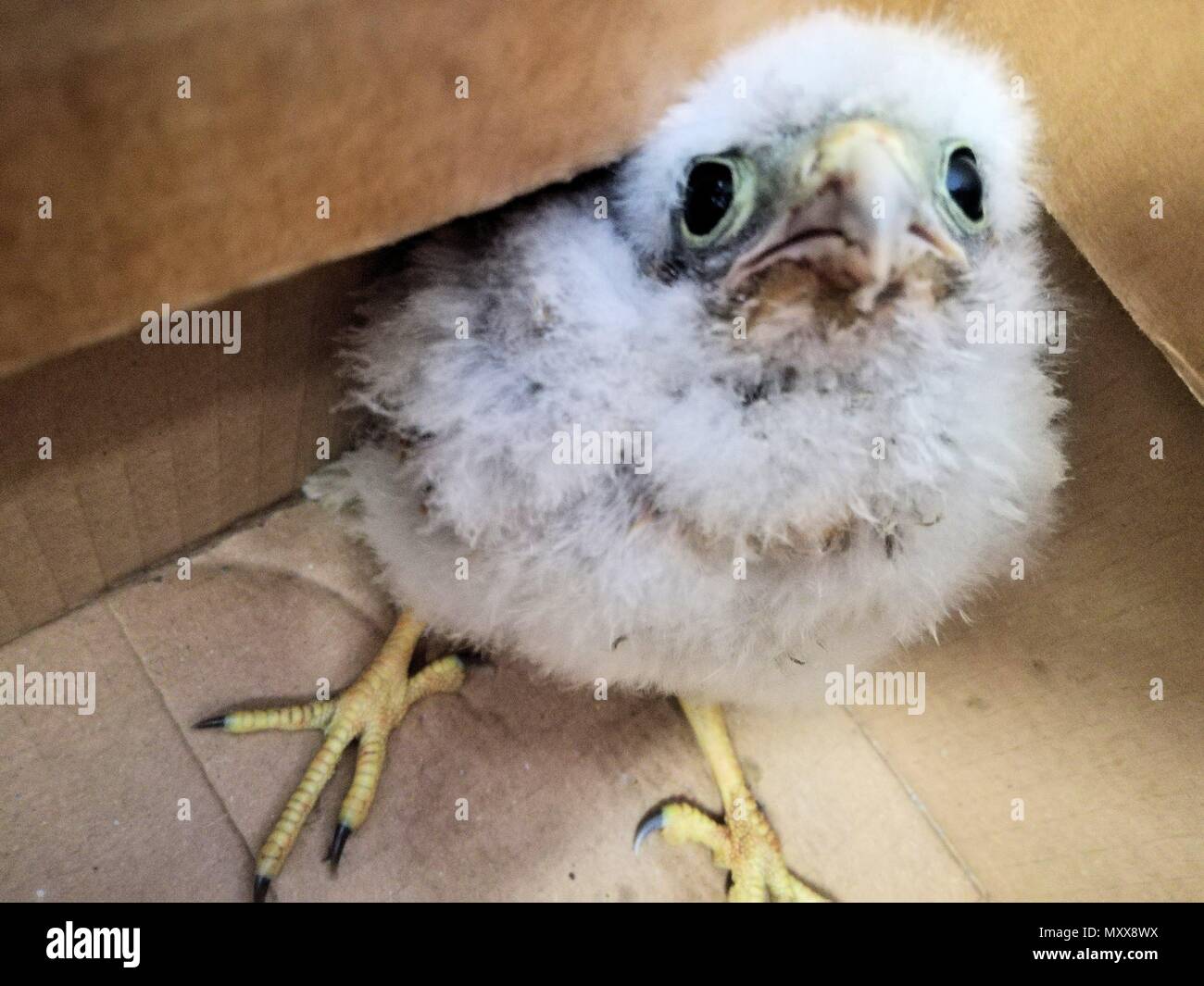 a puppy of hawk in cardboard box Stock Photo - Alamy