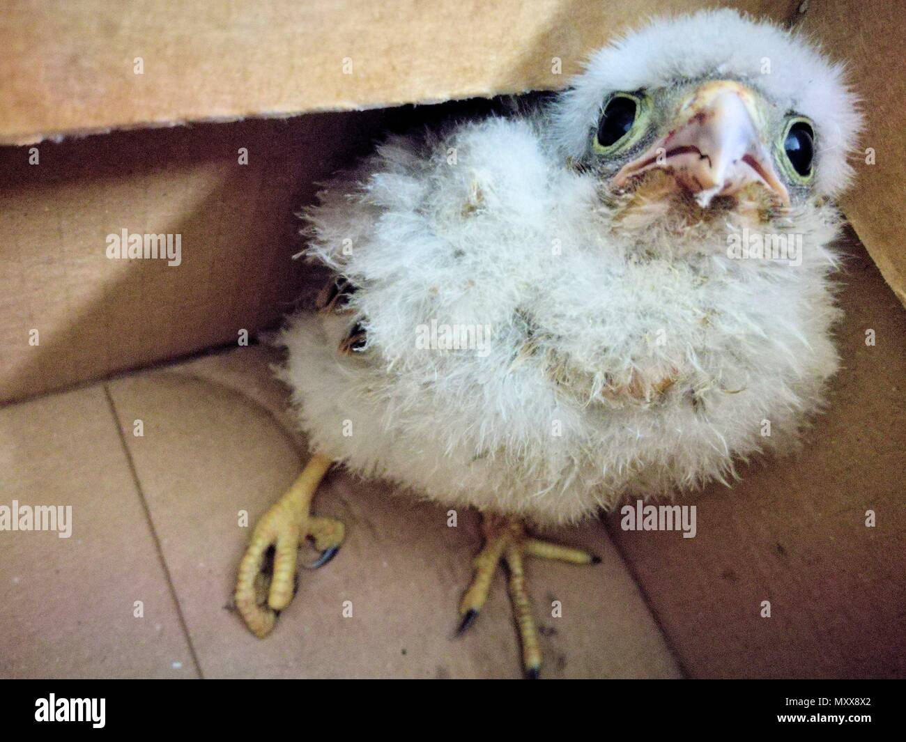 a puppy of hawk in cardboard box Stock Photo - Alamy