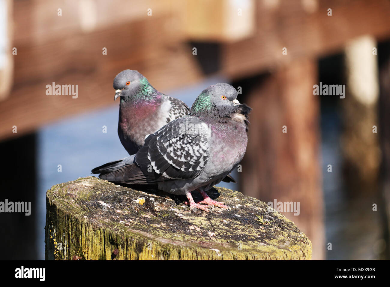 Pigeon wing hi-res stock photography and images - Alamy
