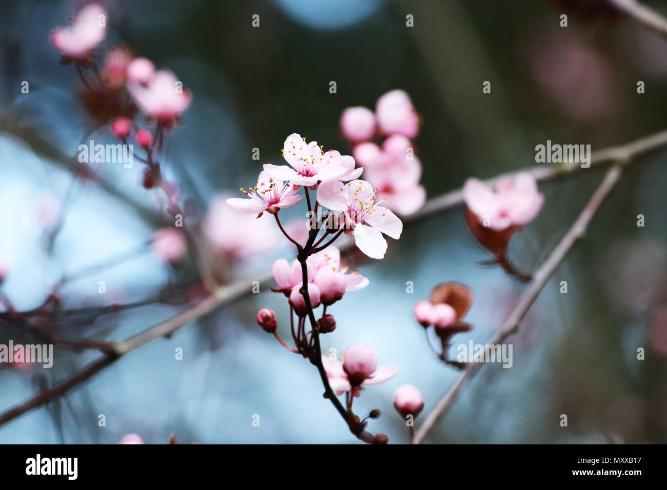 Annual spring fair hi-res stock photography and images - Alamy