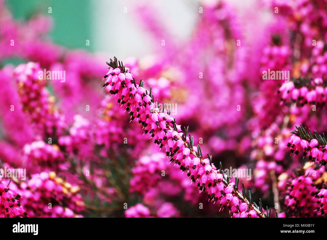 Annual spring fair hi-res stock photography and images - Alamy
