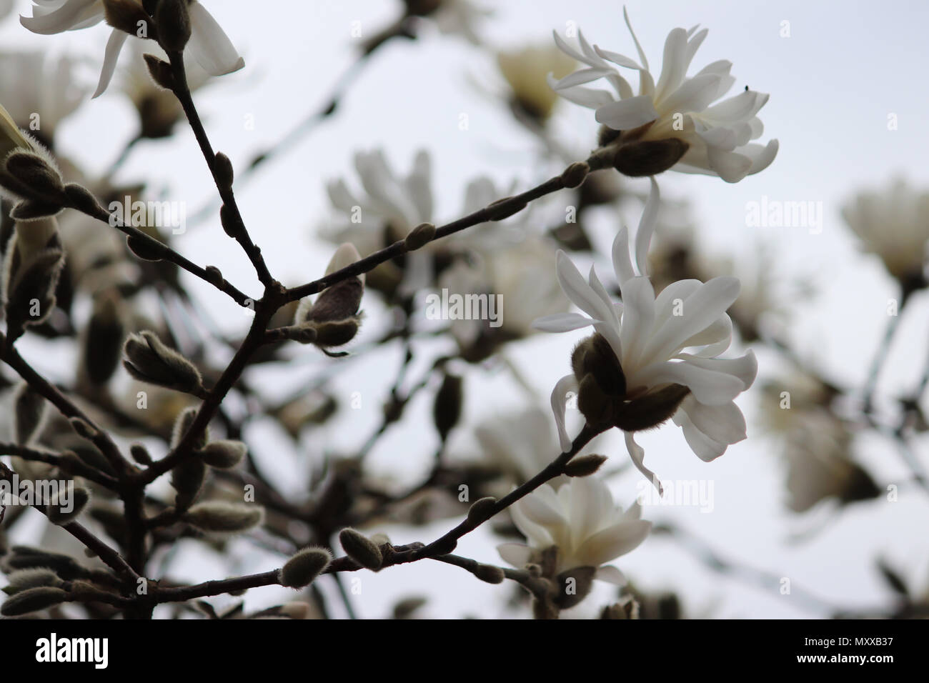 Spring annual tree hi-res stock photography and images - Alamy