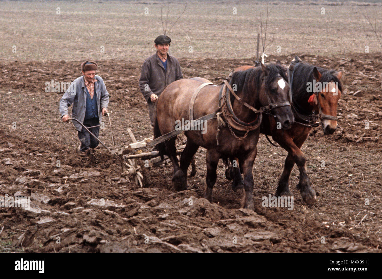 Traditional ploughing with horses in rural Poland Stock Photo - Alamy