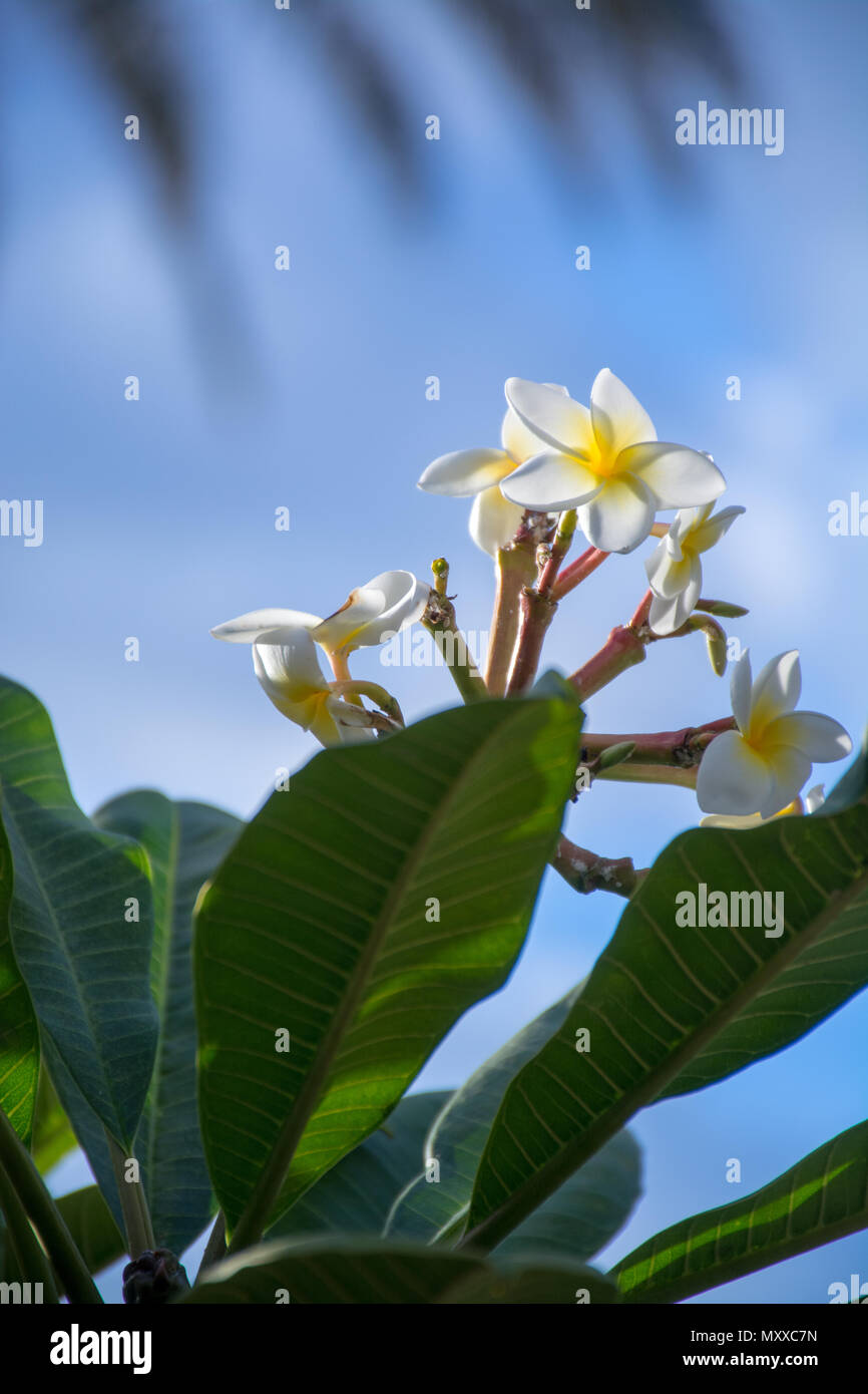 Plumeria of frangipani tropical flowers Stock Photo - Alamy