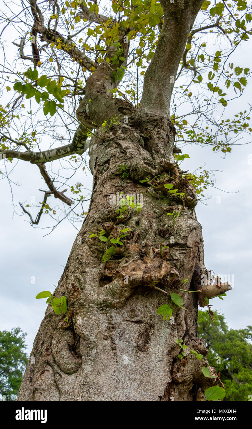Old gnarled tree trunk with new growth, vertical, low angle ...