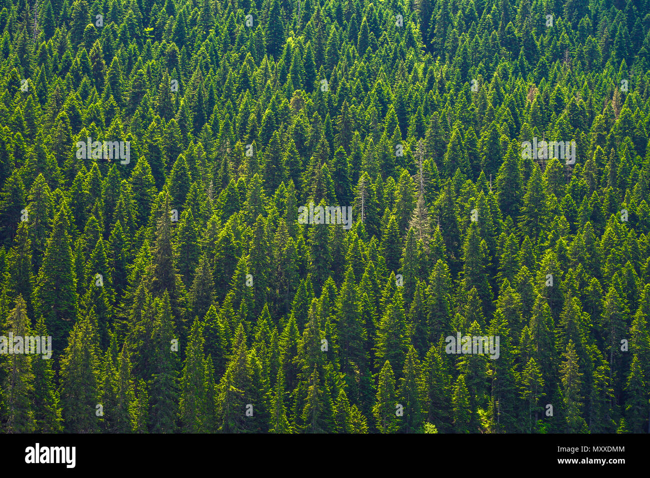 Healthy coniferous trees in hi-res stock photography and images - Alamy