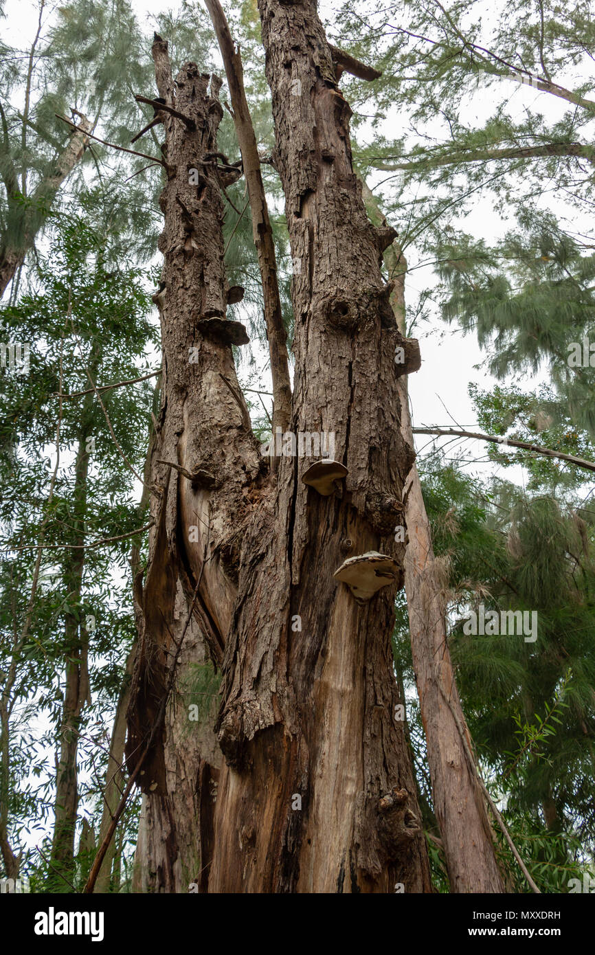 Tree fork with fungus growth, two trunks - Wolf Lake Park, Davie ...