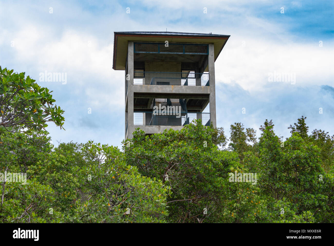 Observation tower behind mangrove trees, vegetation - Anne Kolb Park ...