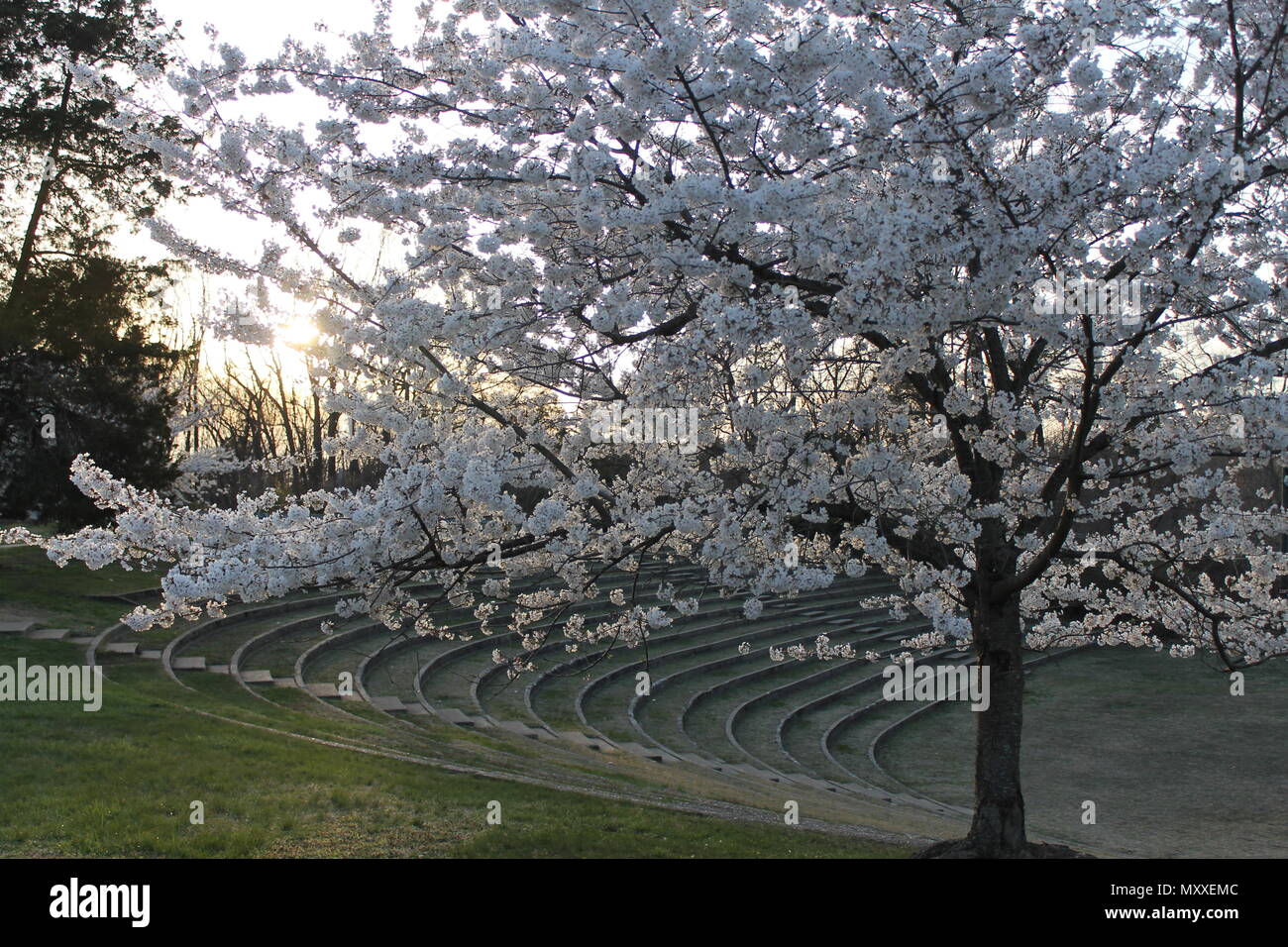 A blossoming cherry tree beside an amphitheatre Stock Photo - Alamy