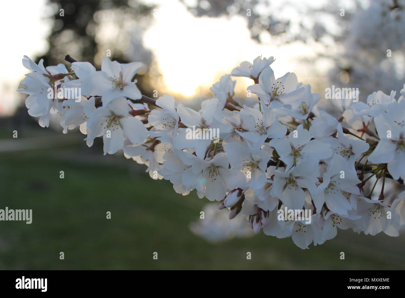 A branch of a flowering cherry tree Stock Photo - Alamy