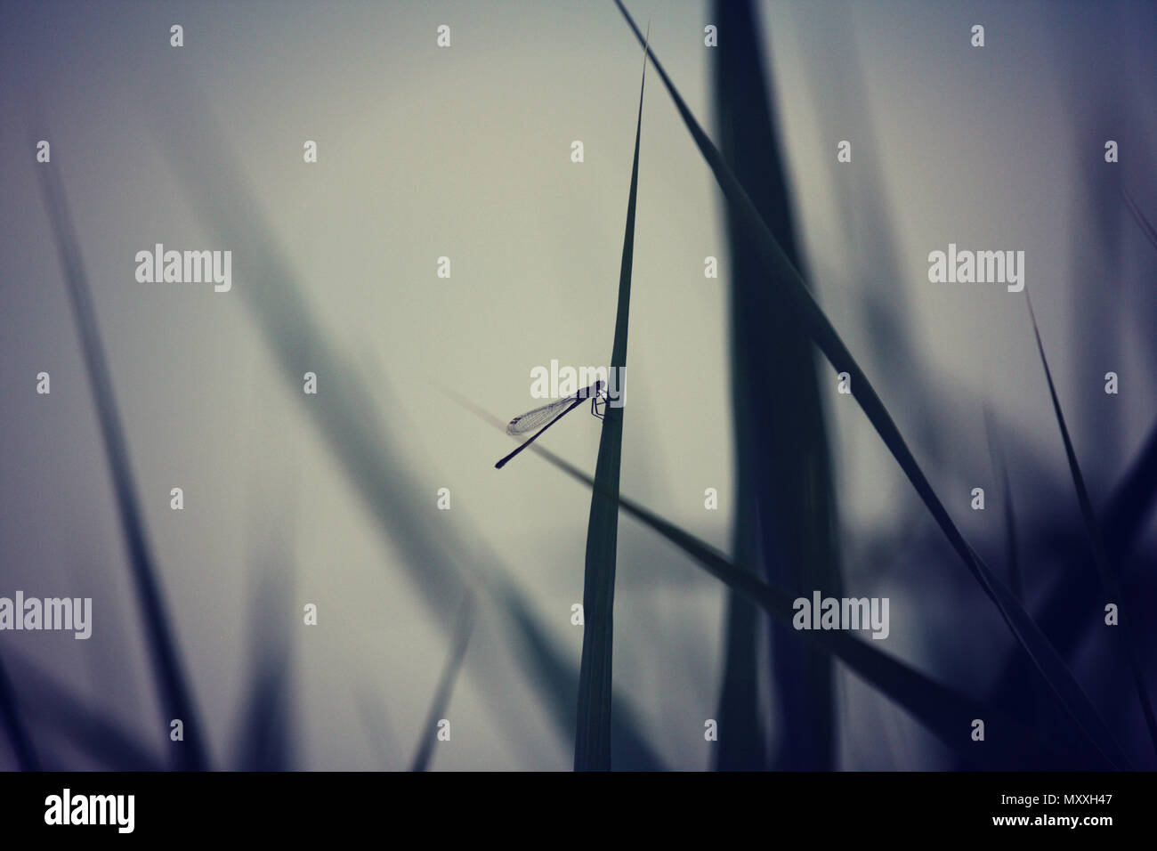 Vertical Angles In Nature