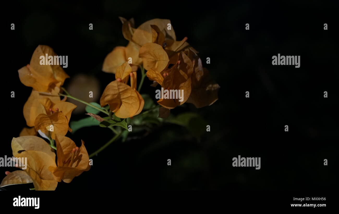 Bogan villa hi-res stock photography and images - Alamy