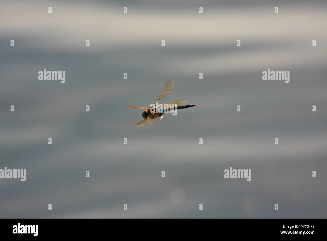 Close look of a flying dragonfly in the air. Very unique moment and ...