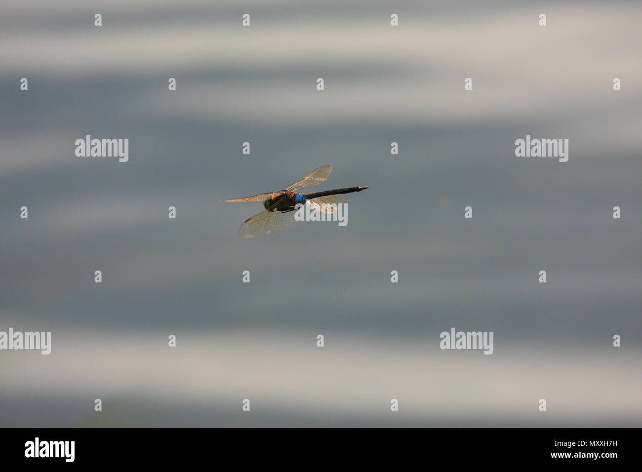 Close look of a flying dragonfly in the air. Very unique moment and ...