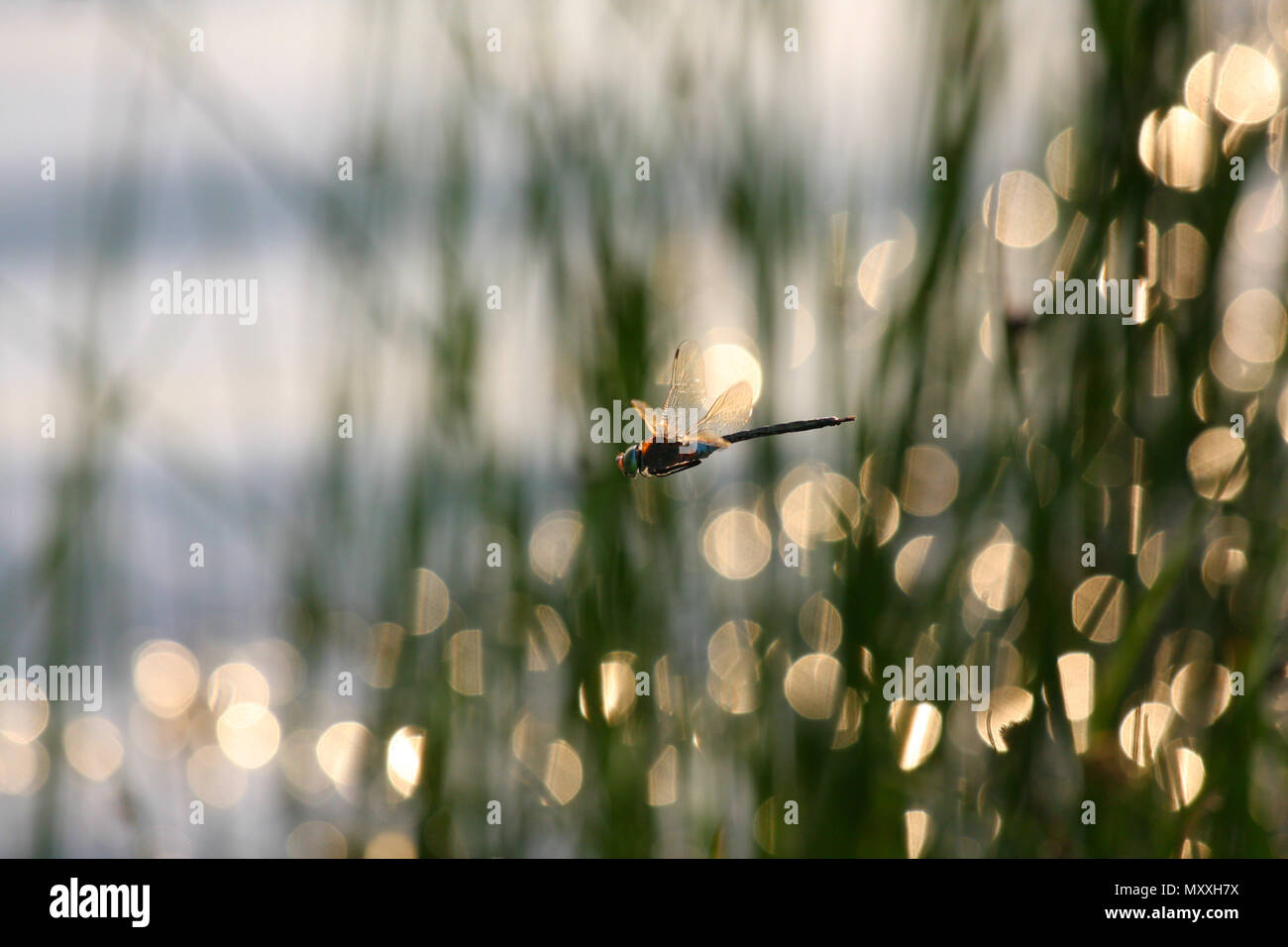 Close look of a flying dragonfly in the air. Very unique moment and ...