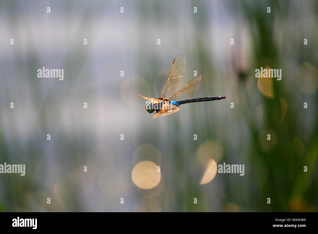Close look of a flying dragonfly in the air. Very unique moment and ...