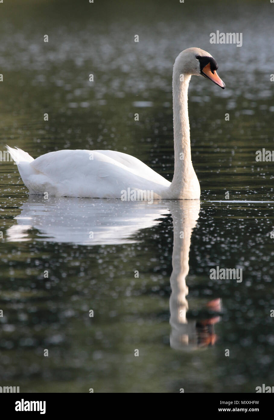 Swan telephoto lens hi-res stock photography and images - Alamy